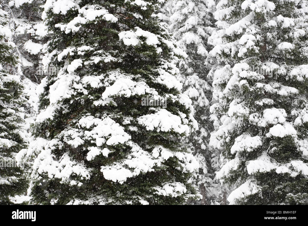 close-up snow covered pine tree forest in nature during snow storm ...