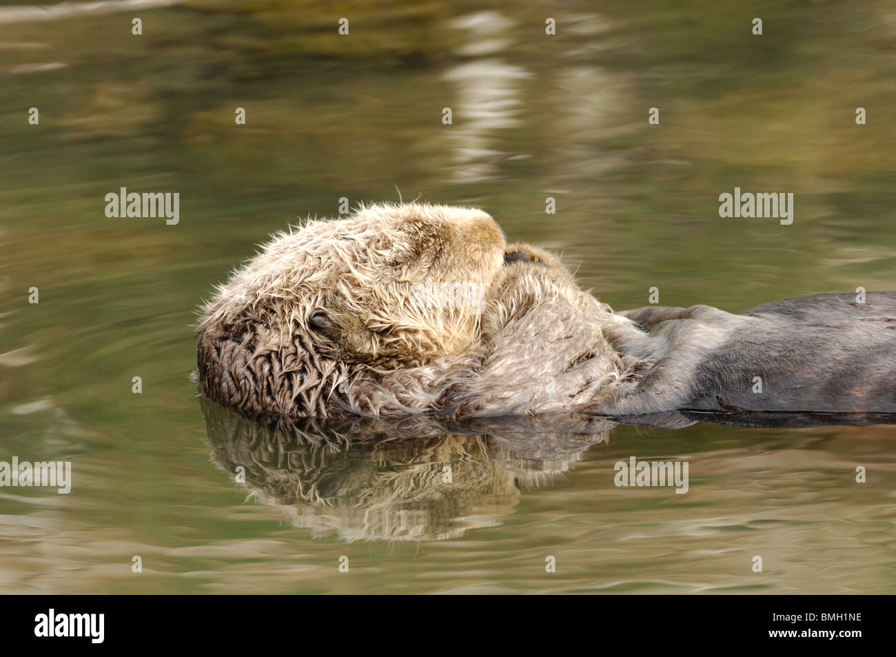 Stock photo of a California sea otter floating on his back, Moss ...