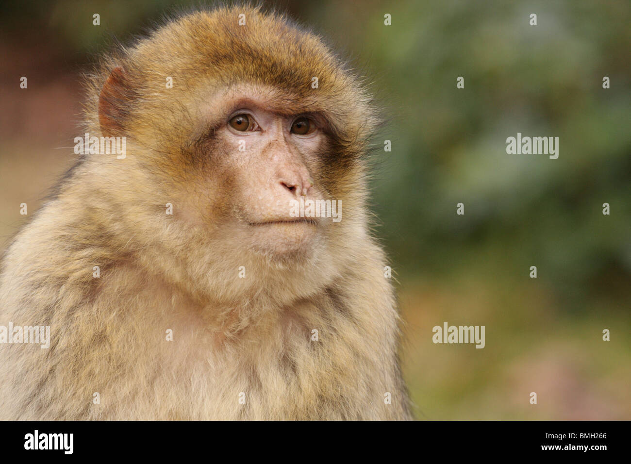 Barbary Macaque at Trentham Monkey Forest, UK Stock Photo - Alamy
