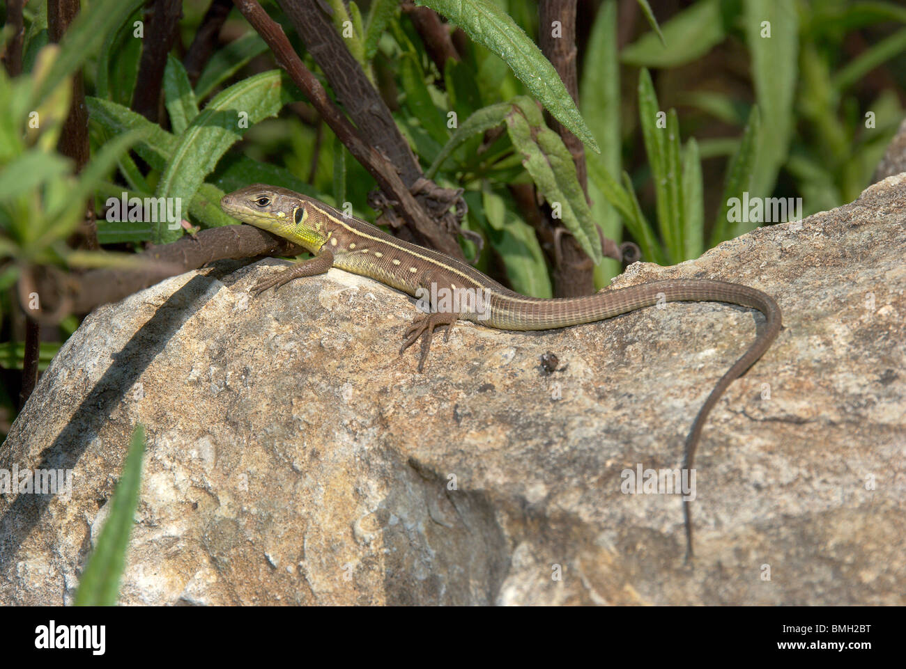 Lizard sunbathing on limestone rock Stock Photo - Alamy
