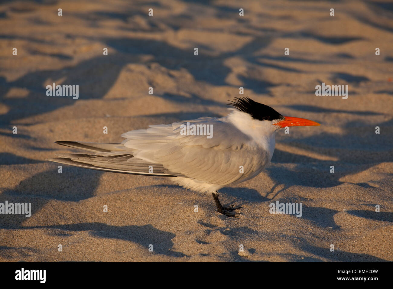 Royal tern - Sterna maxima or Thalasseus maximus on Miami Beach, early ...