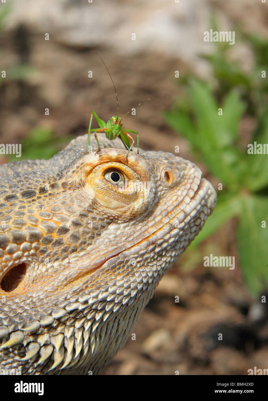 Australian Green Grasshopper High Resolution Stock Photography and ...
