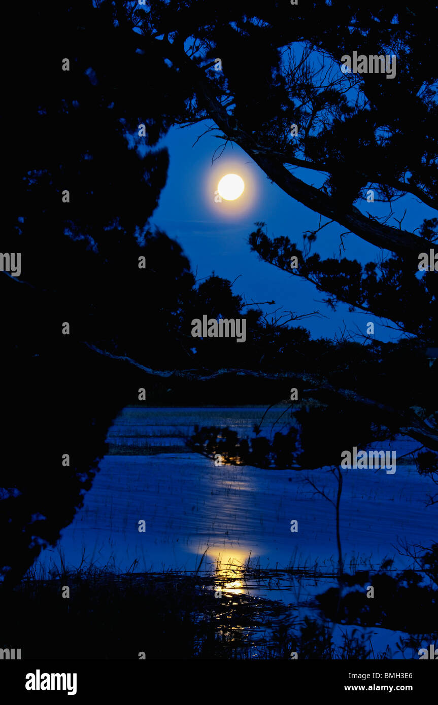 Full Moon at Dusk Seen through Trees and Reflected in Marsh in Chatham ...