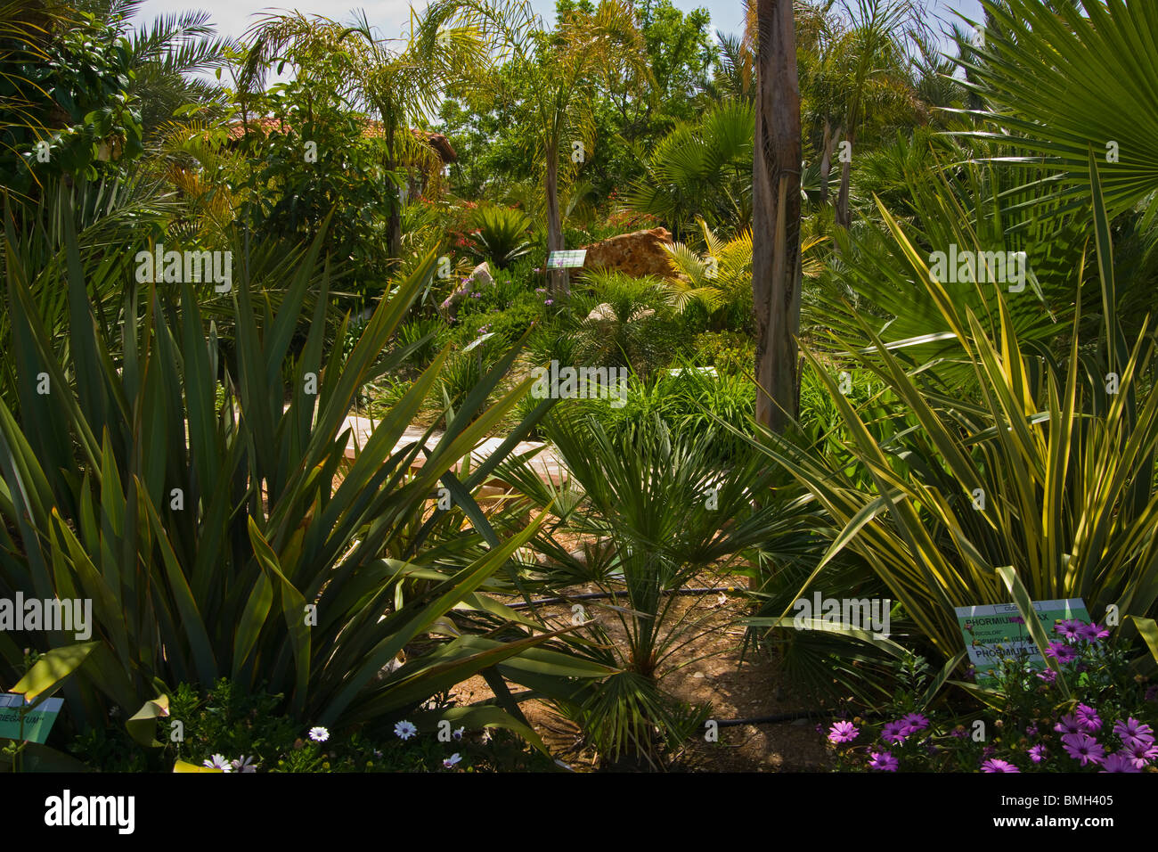 Eleouthkia, garden, Pafos, Anarita, Cyprus. Spring, May Stock Photo - Alamy