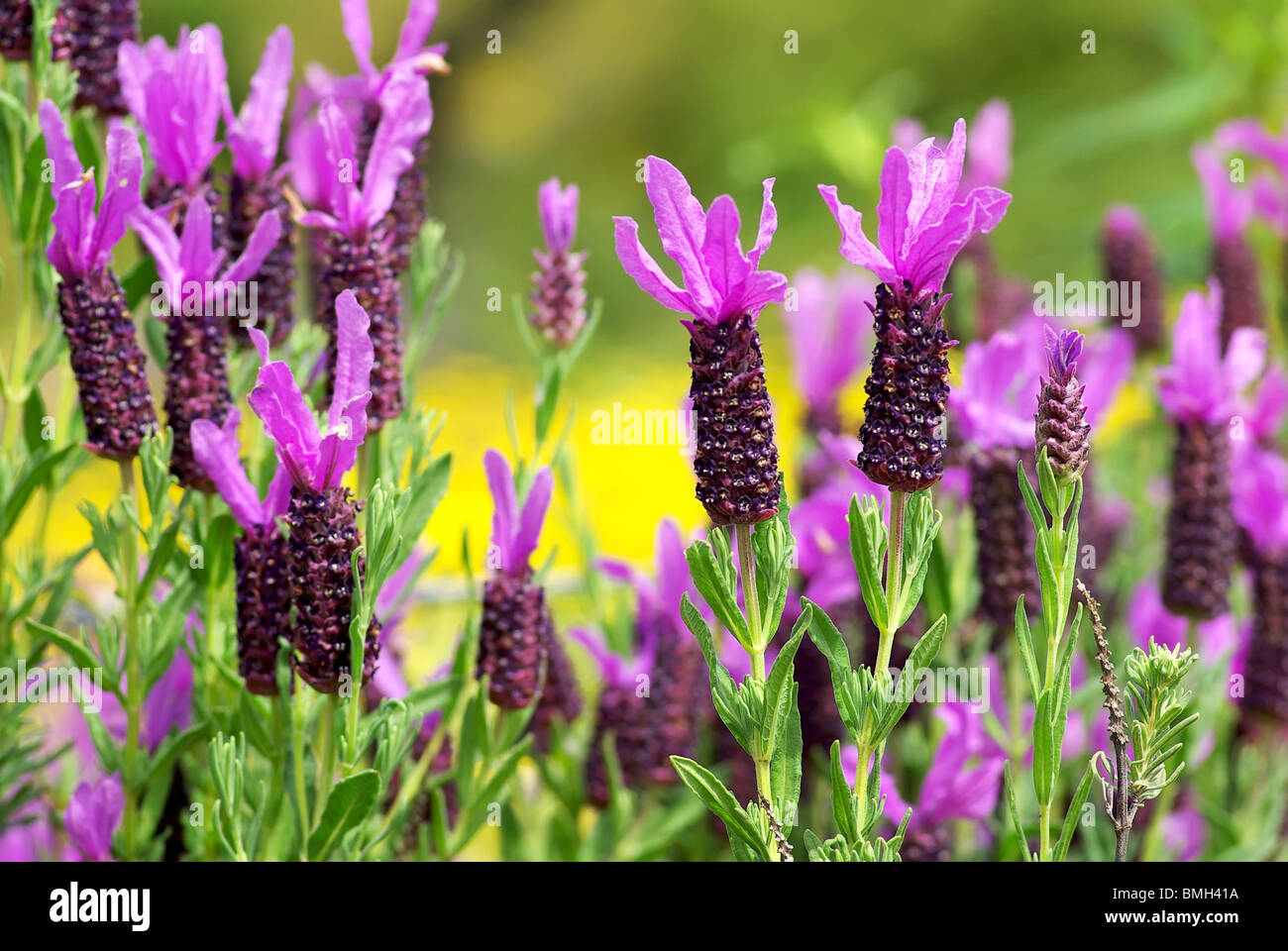 Lavender border hi-res stock photography and images - Alamy