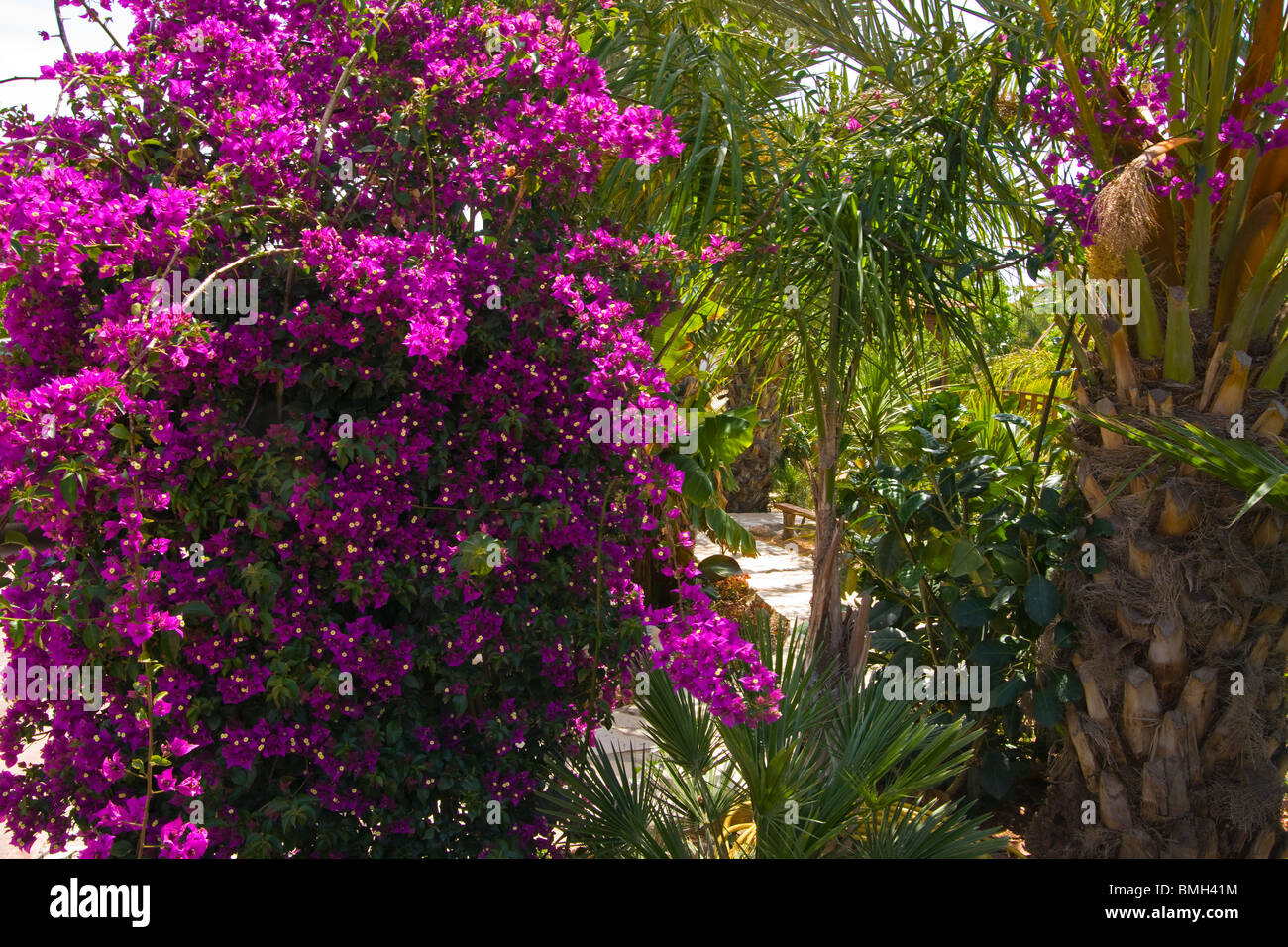 Eleouthkia, garden, Pafos, Anarita, Cyprus. Spring, May Stock Photo - Alamy