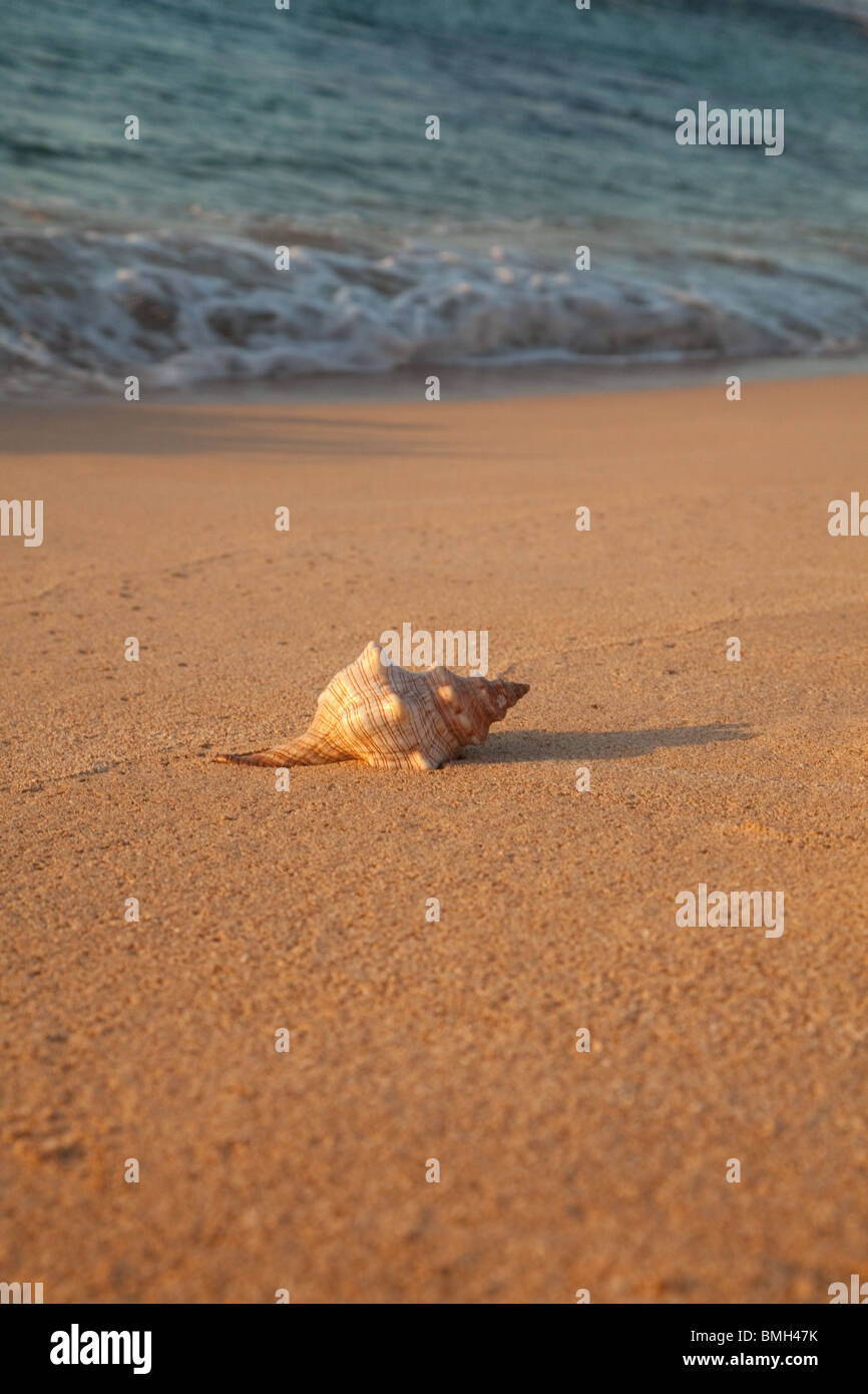 Shell on beach Stock Photo - Alamy