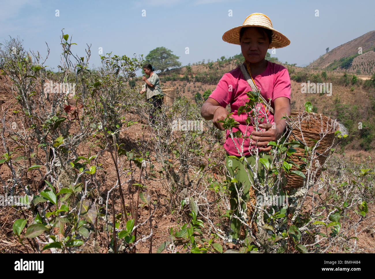 Myanmar tea hi-res stock photography and images - Alamy