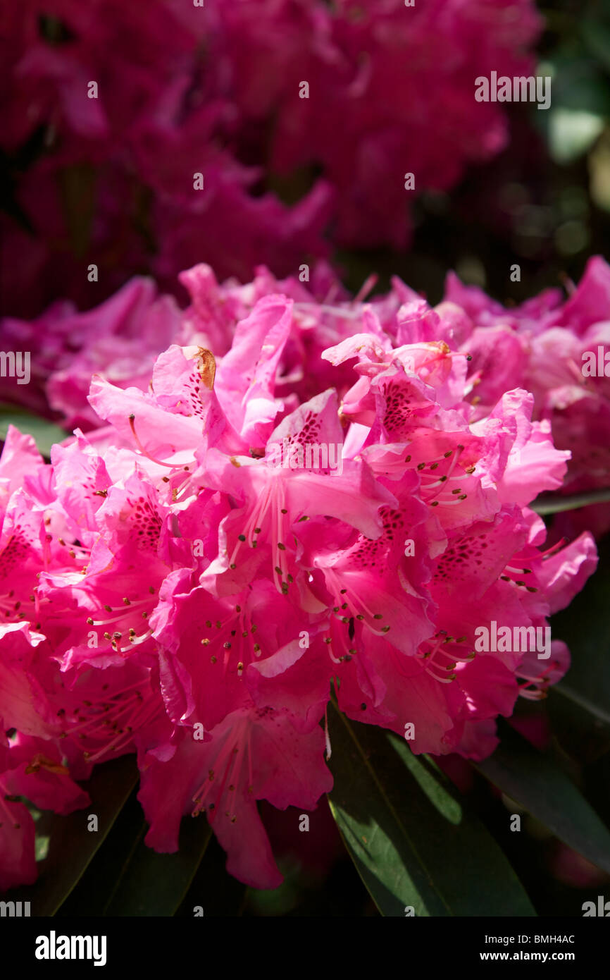 Rhododendron Cynthia bold salmon pink flowers growing in a Surrey ...