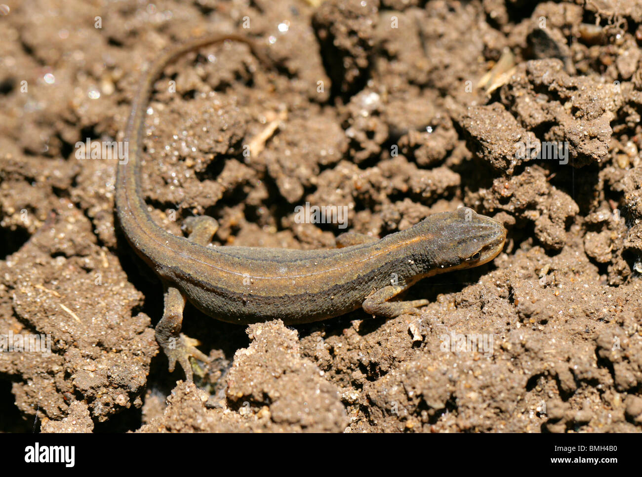 Smooth or Common Newt, Lissotriton vulgaris (formerly Triturus vulgaris ...