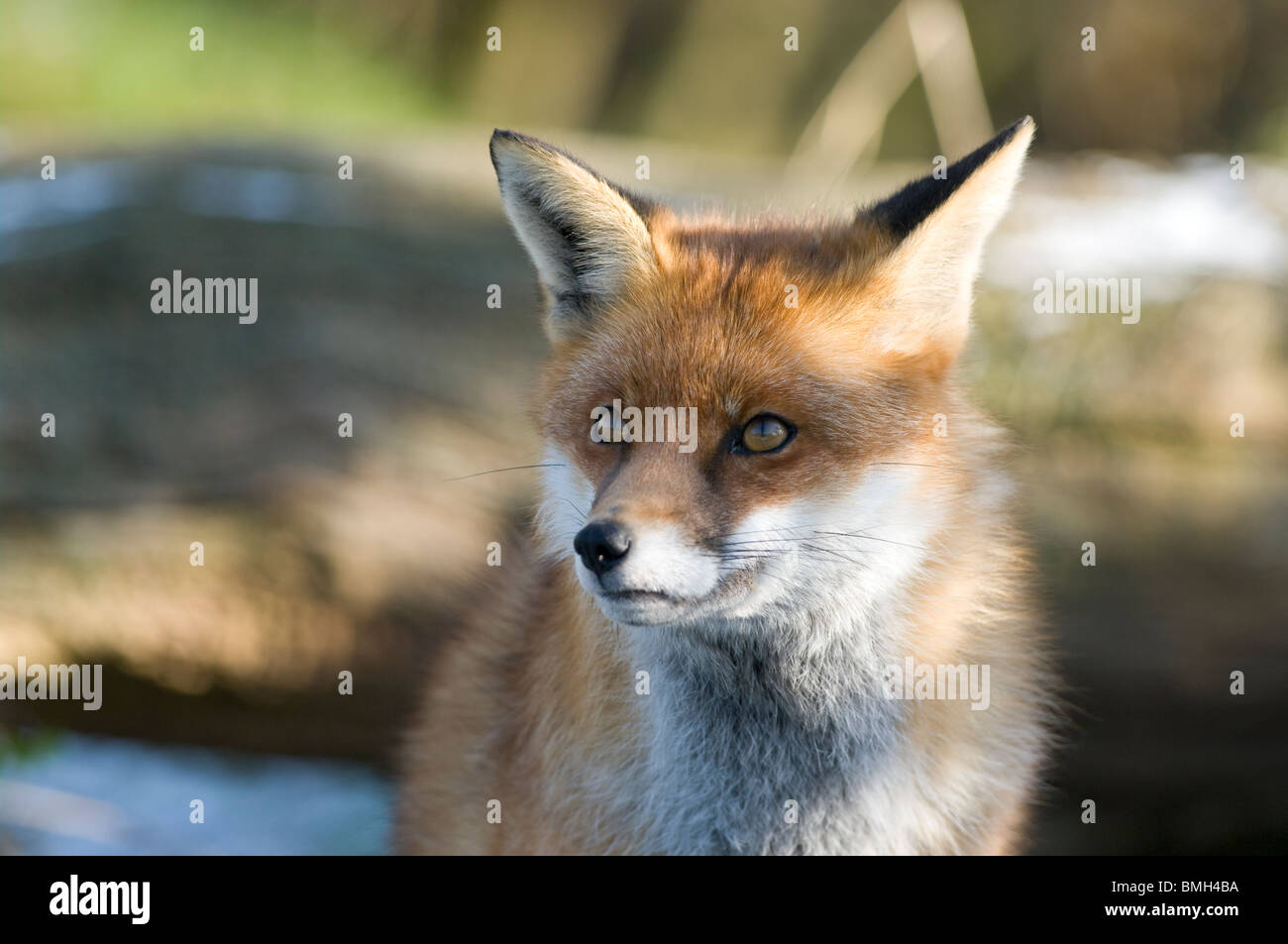 Red Fox in English Winter Stock Photo - Alamy