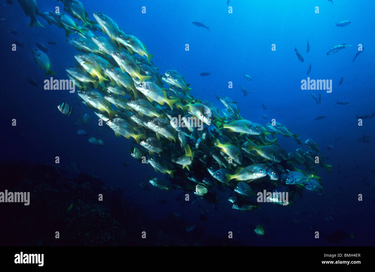 Shoal of yellow tailed grunts hi-res stock photography and images - Alamy