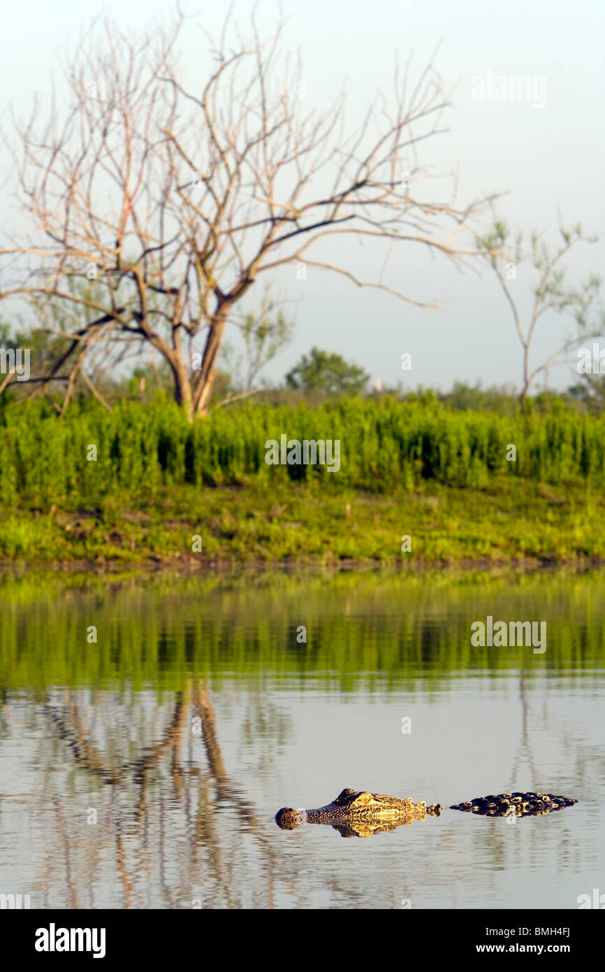 American Alligator in landscape - Los Novios Ranch - near Cotulla ...