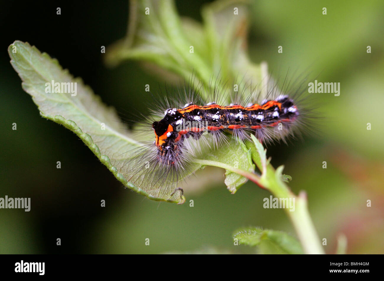 Dark Dagger, Acronicta tridens, Caterpillar (imago), Acronictinae ...