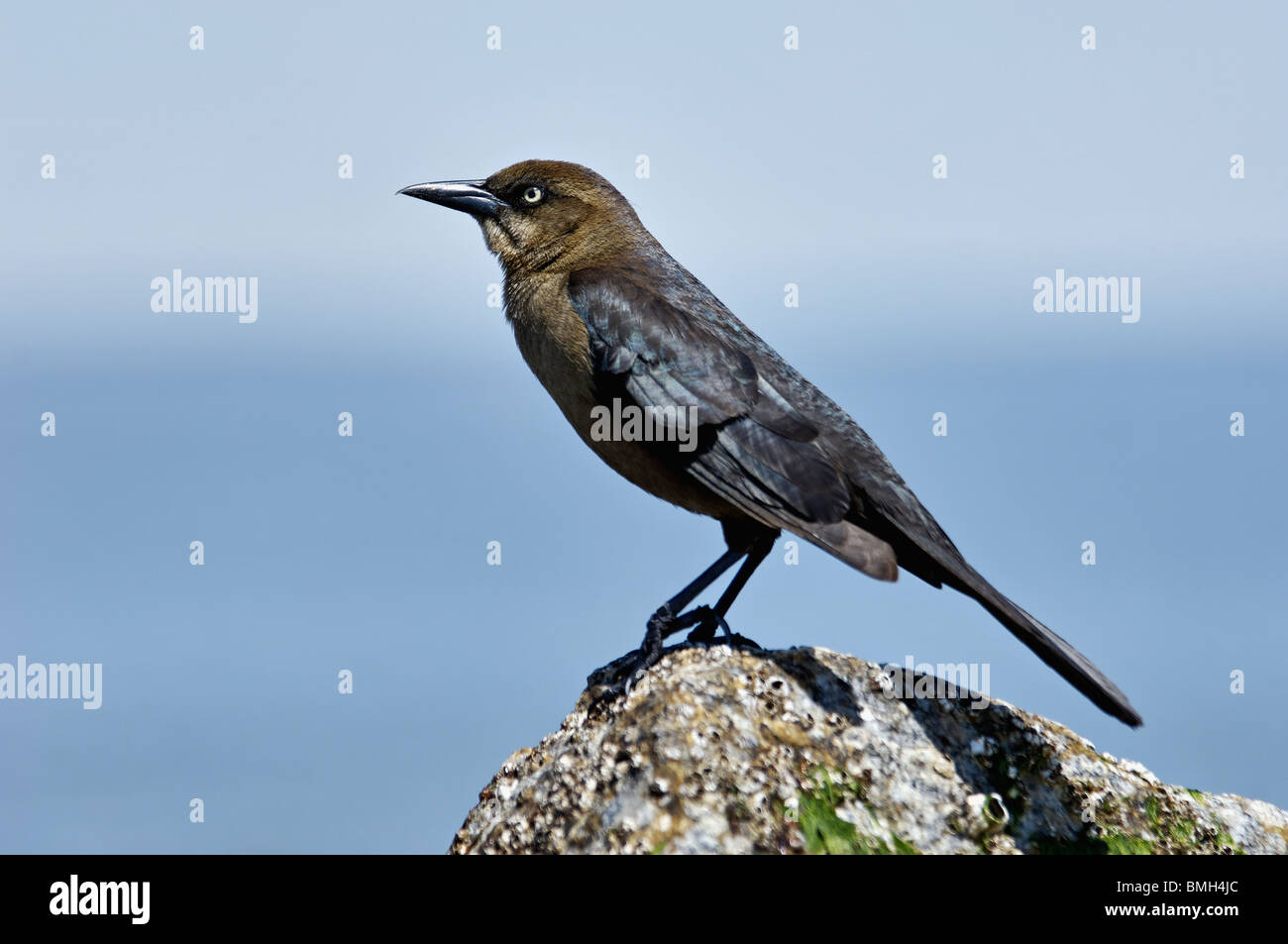 Boat-tailed Grackle Female Perched on a Algae Covered Rock at Tybee ...