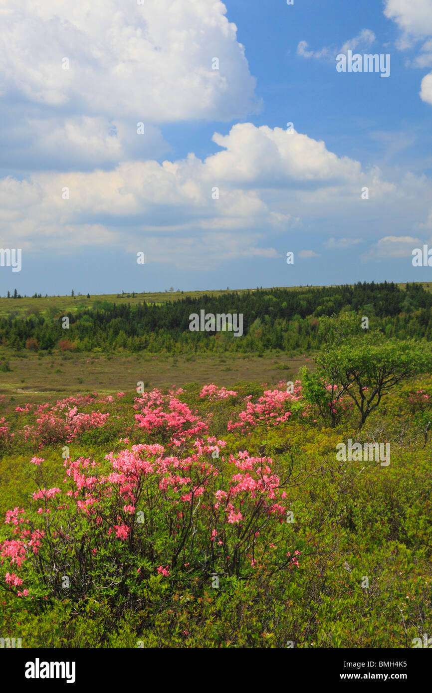 Isolated azaleas hi-res stock photography and images - Alamy