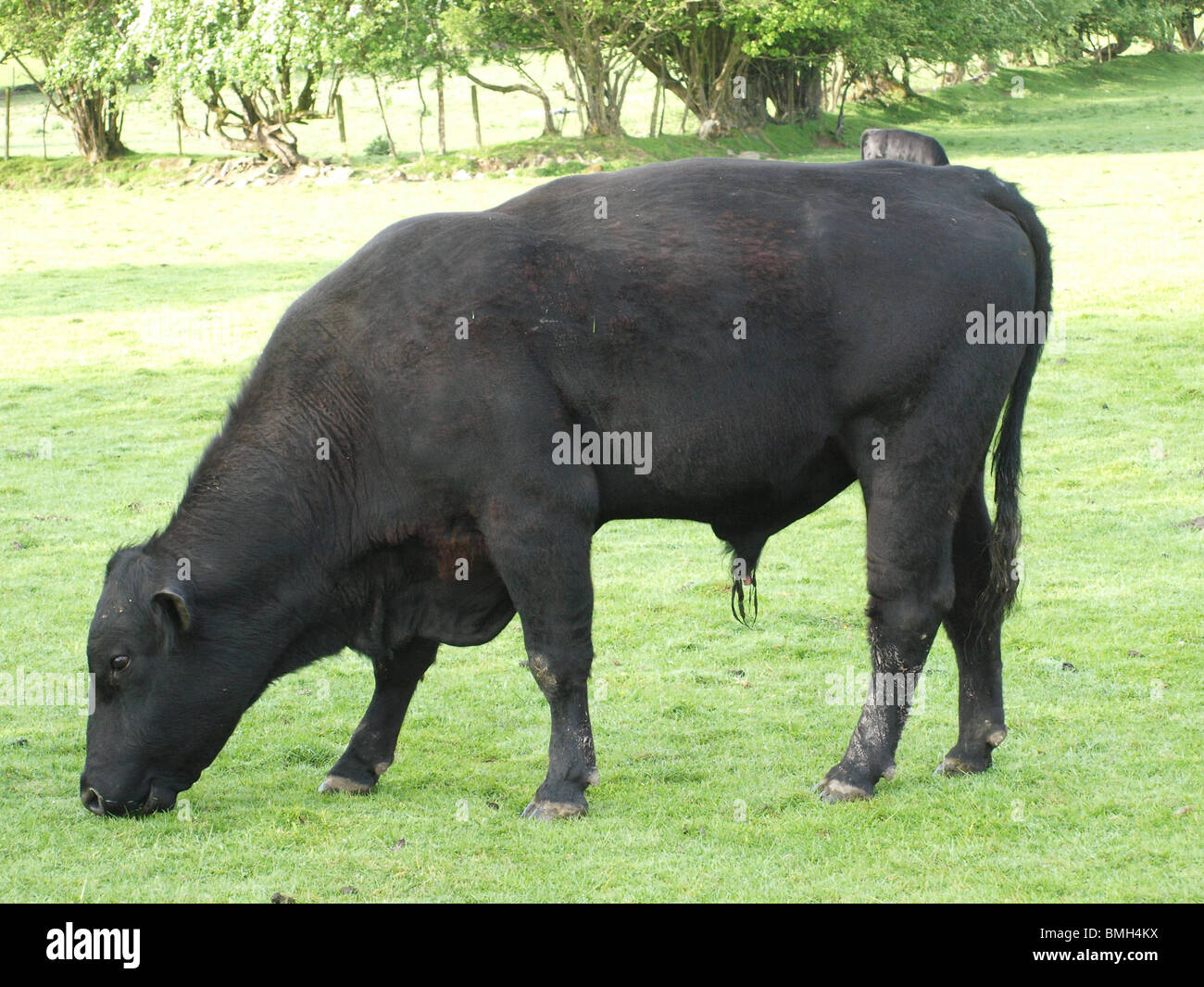 Welsh black bull hi-res stock photography and images - Alamy