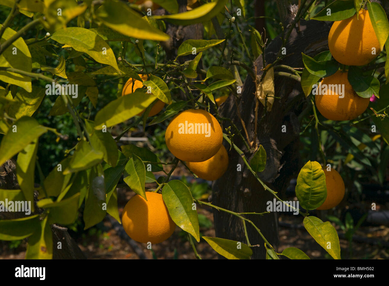 Orange tree cyprus hi-res stock photography and images - Alamy