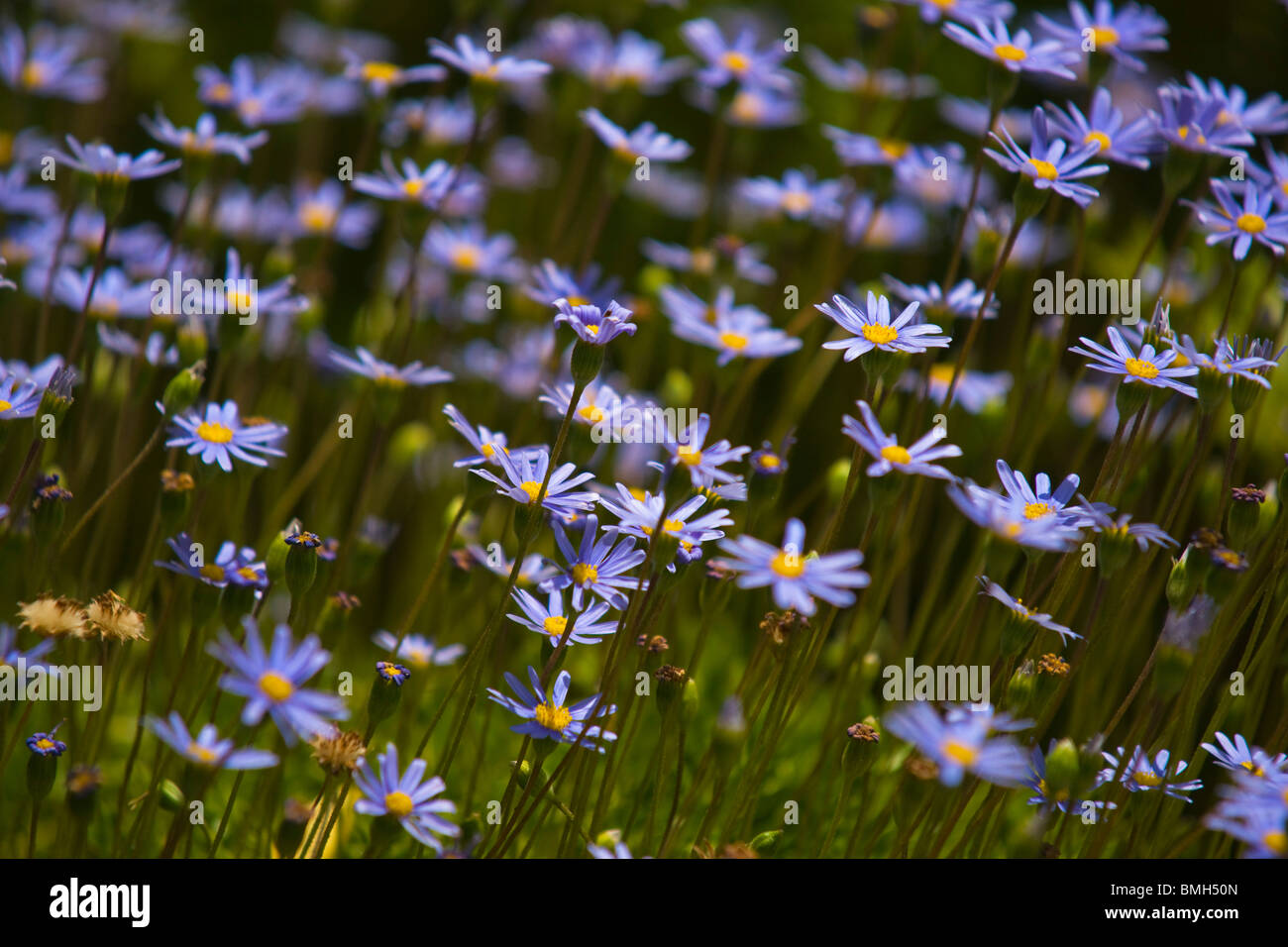 Wild flowers, Pafos, Cyprus. Spring, May Stock Photo - Alamy