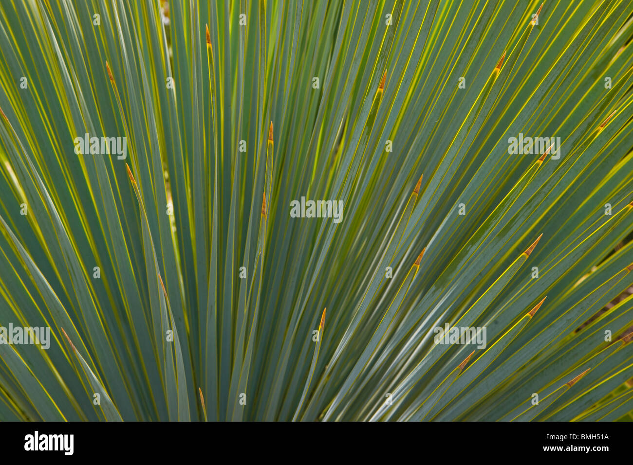 Palm spring hi-res stock photography and images - Alamy