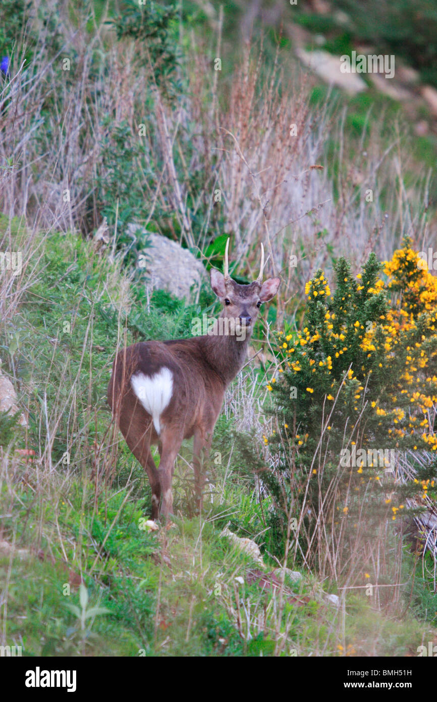 British native deer species hi-res stock photography and images - Alamy British native deer species hi-res stock photography and images - Alamy