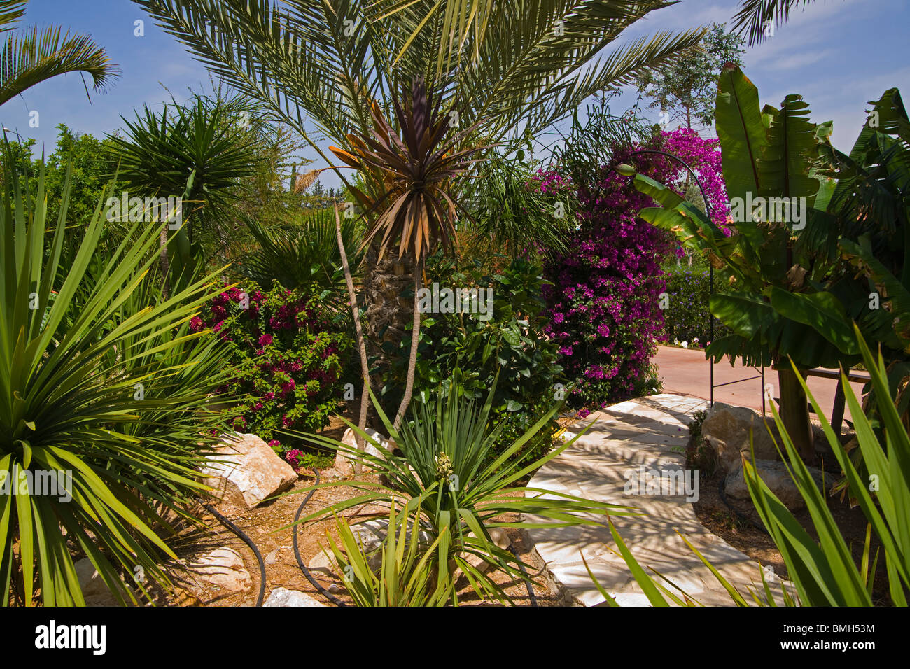Eleouthkia, garden, Pafos, Anarita, Cyprus. Spring, May Stock Photo - Alamy