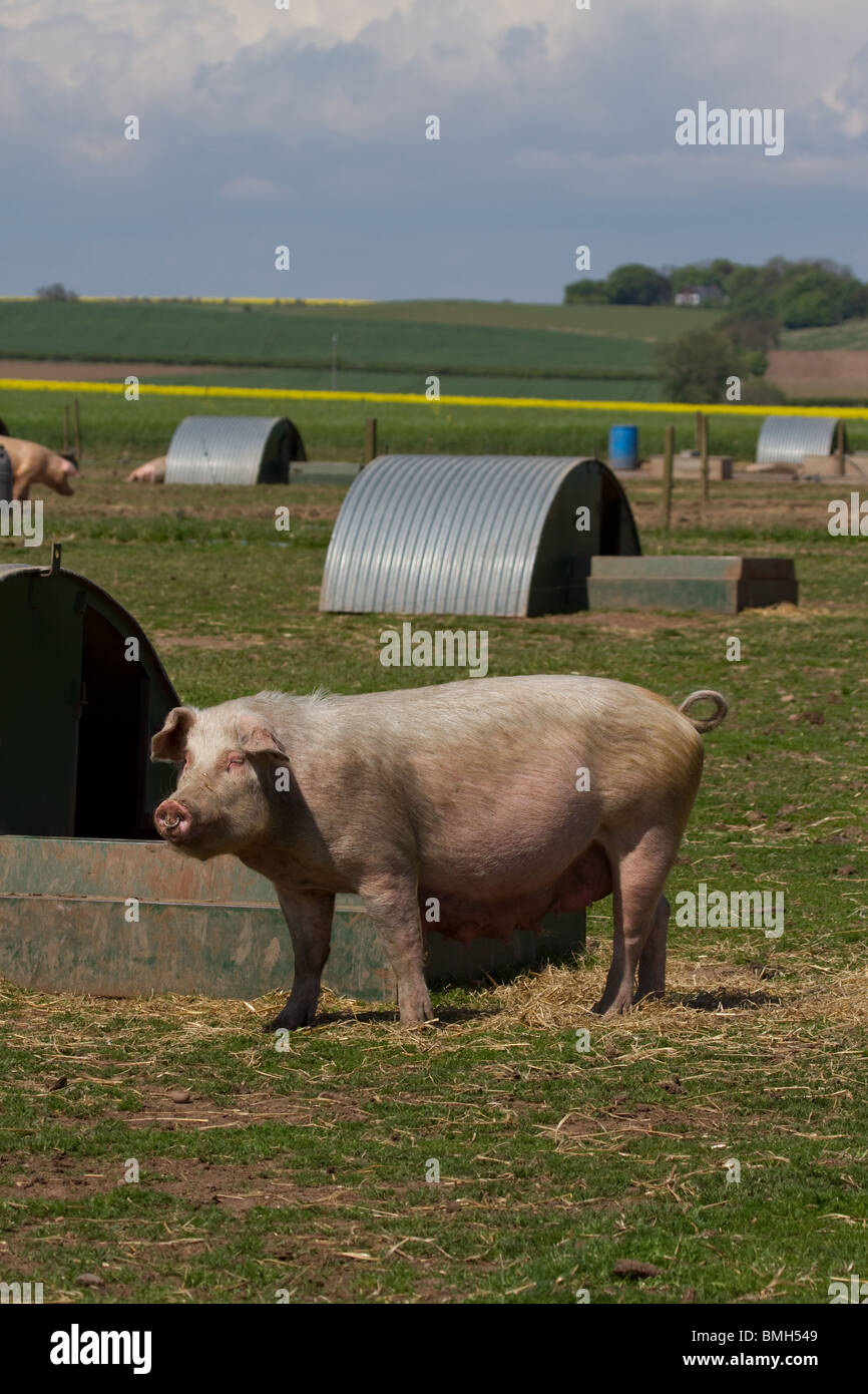 Duroc hog hi-res stock photography and images - Alamy
