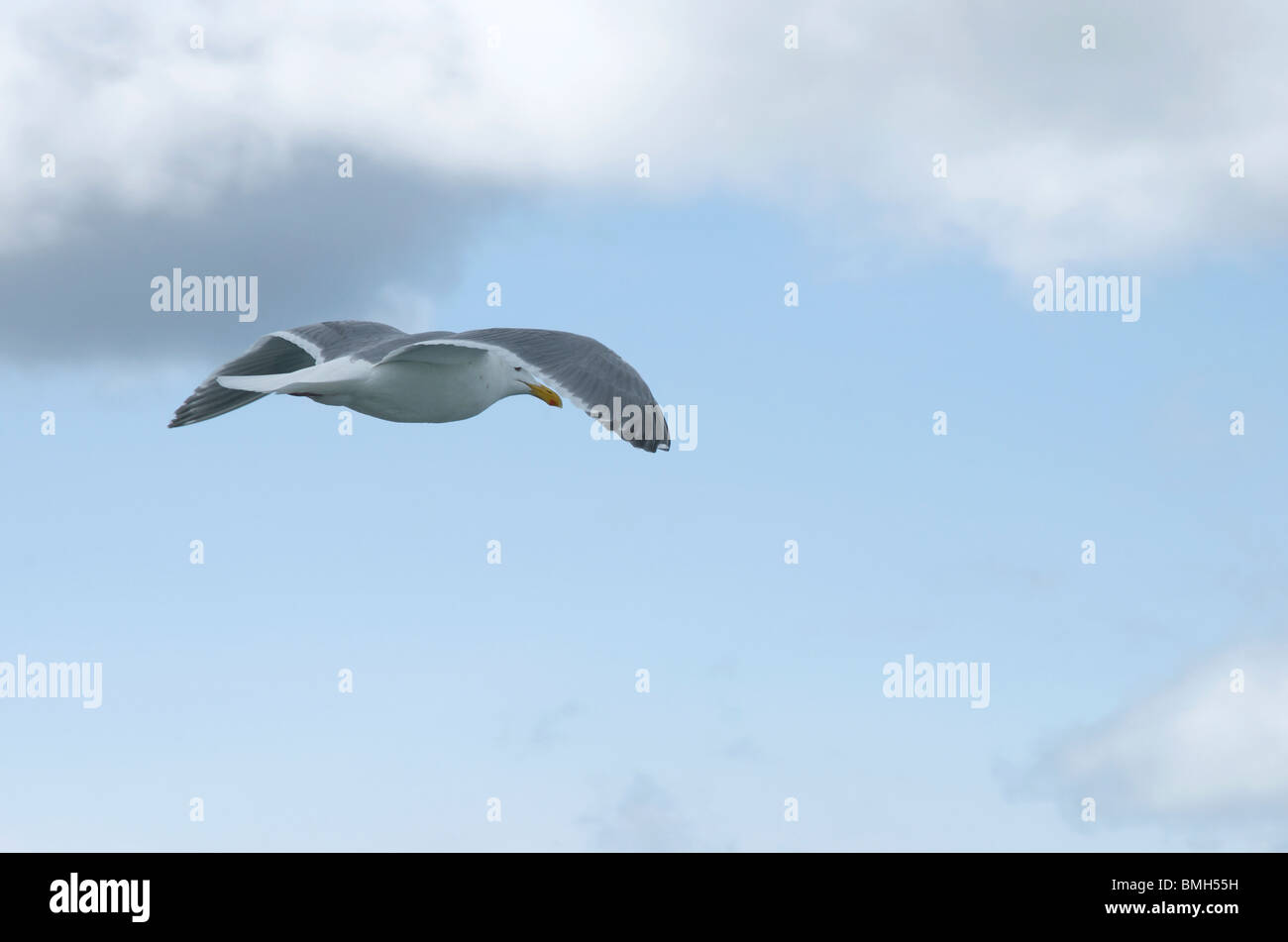 Seagull in flight Stock Photo - Alamy