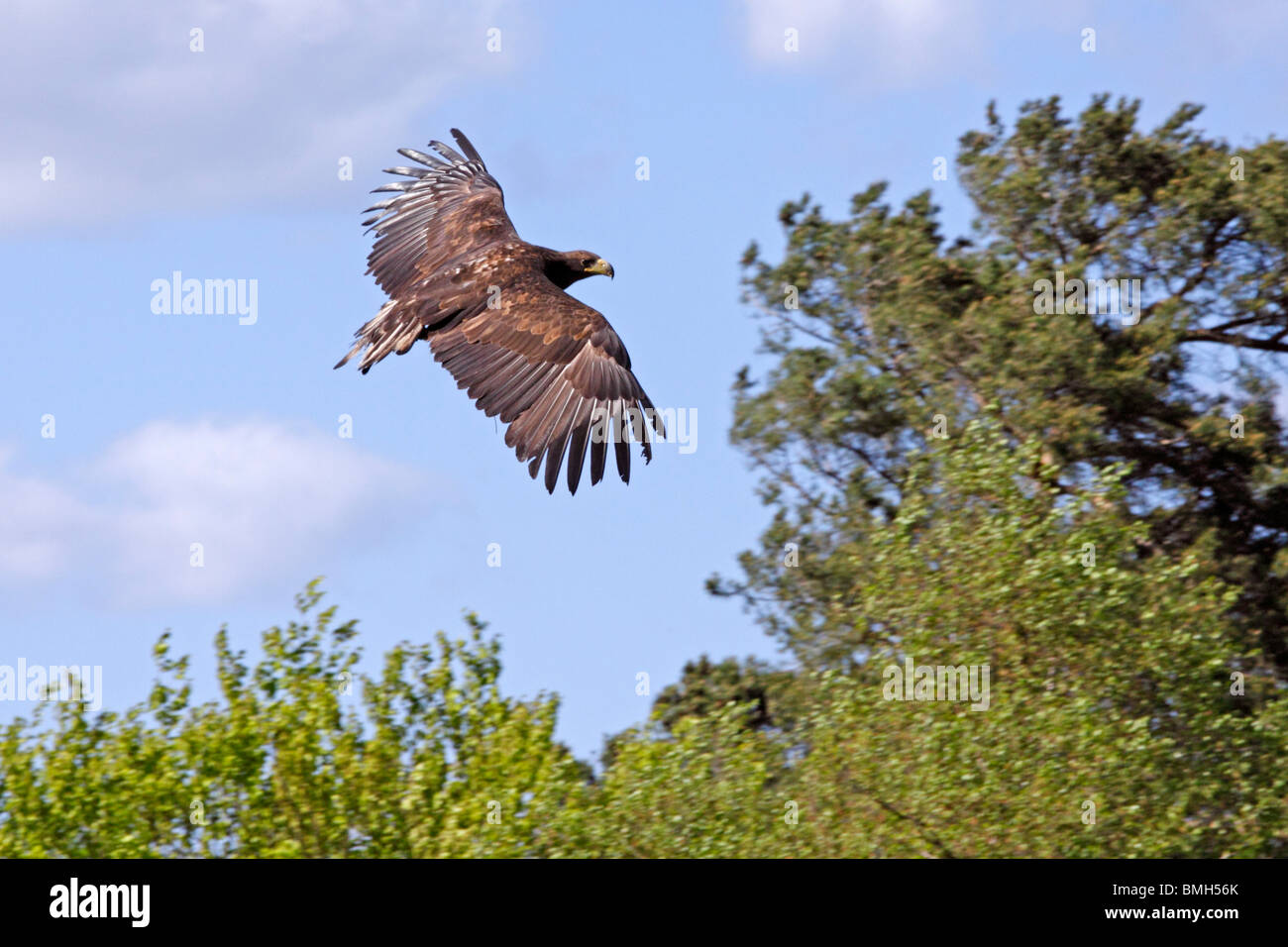 golden eagle at flight Stock Photo - Alamy