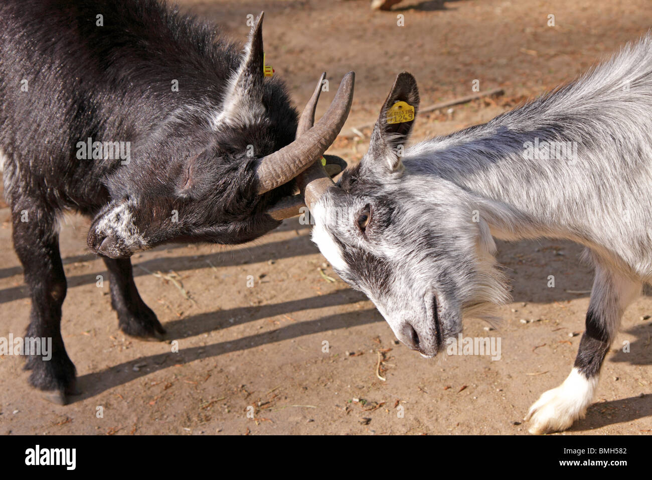 Goat fighting hi-res stock photography and images - Alamy