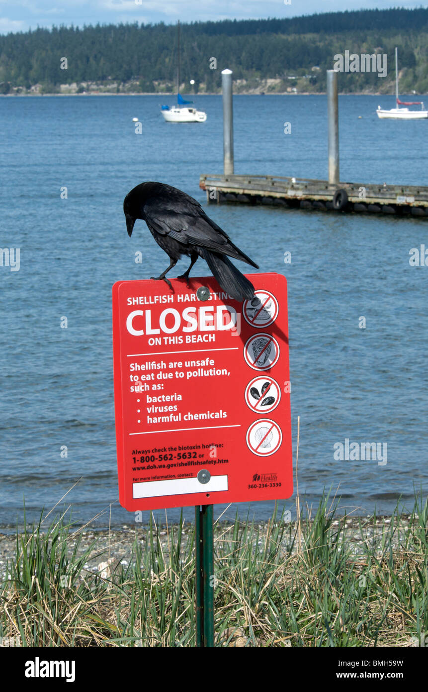 Black bird sits atop beach shellfish warning sign Stock Photo - Alamy