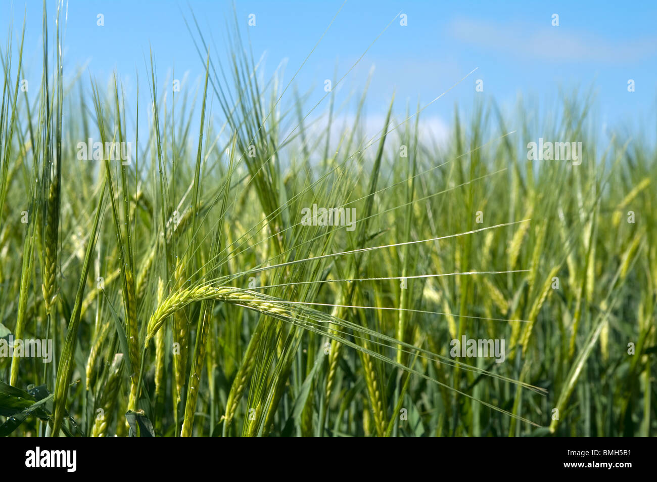 Green Barley Growing in Great Bardfield Essex Stock Photo - Alamy