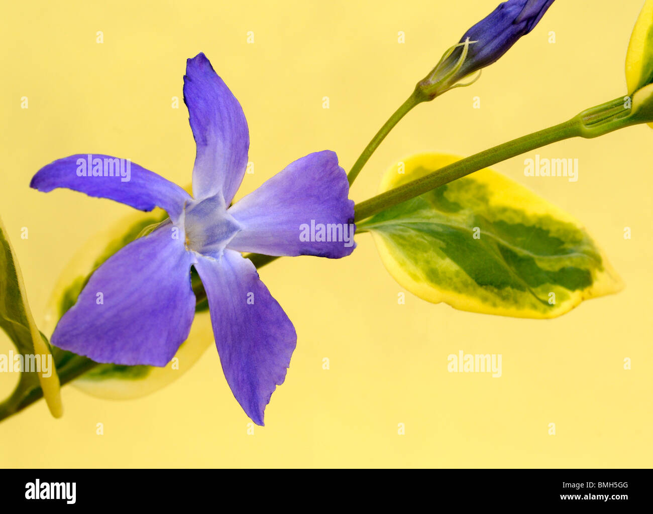 Periwinkle Flower High Resolution Stock Photography and Images - Alamy