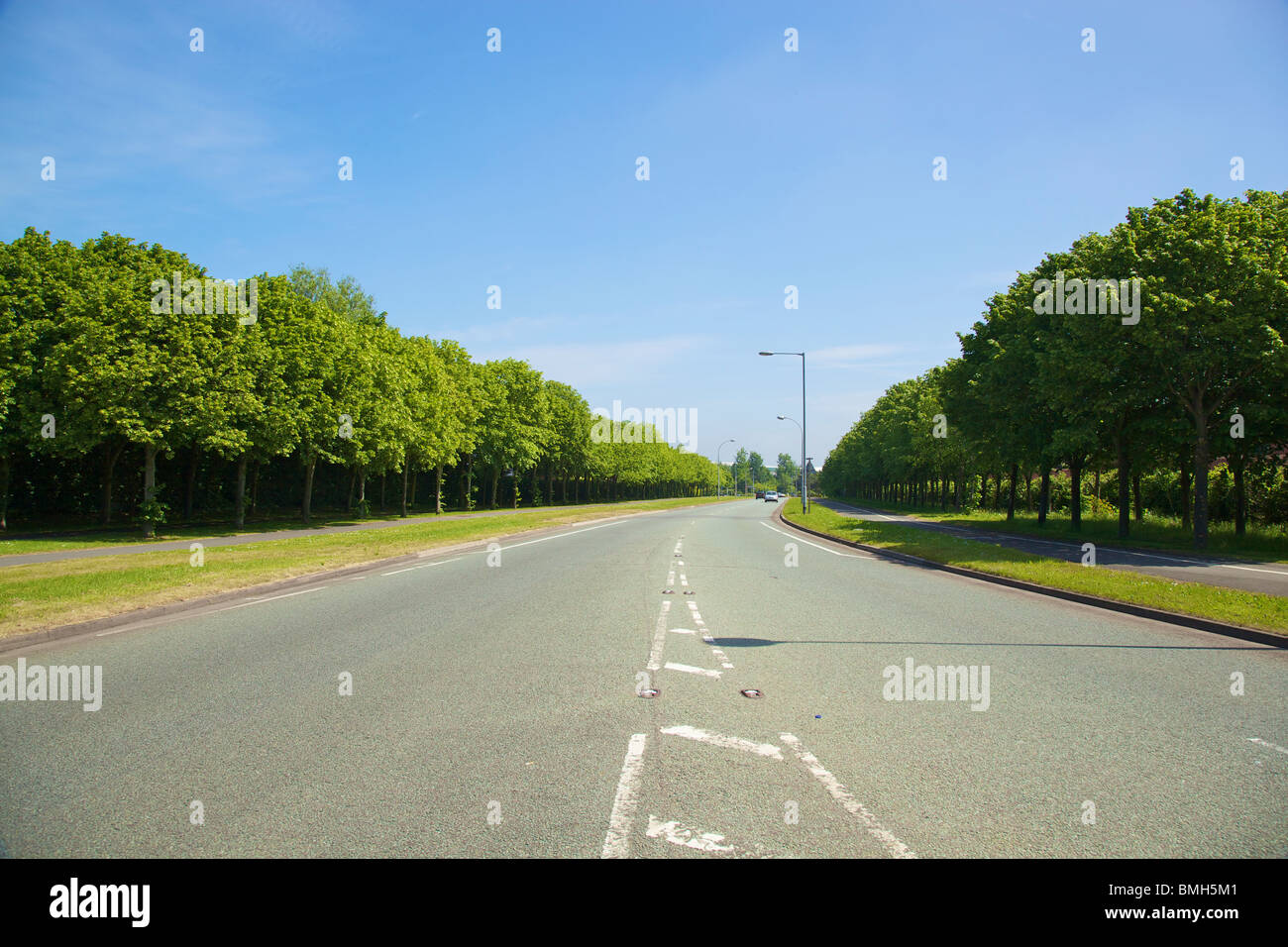 Tree lined roadway blue sky boulevard Stock Photo - Alamy