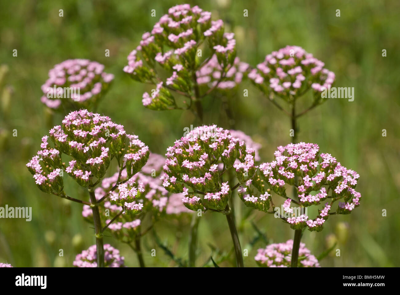 Centranthus hi-res stock photography and images - Alamy