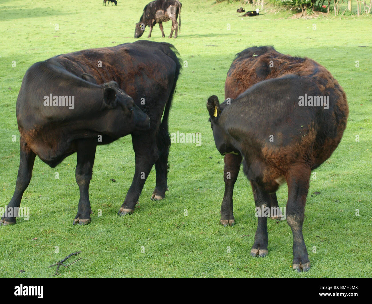 two welsh black cows both dancing in the morning sunlight in wales ...