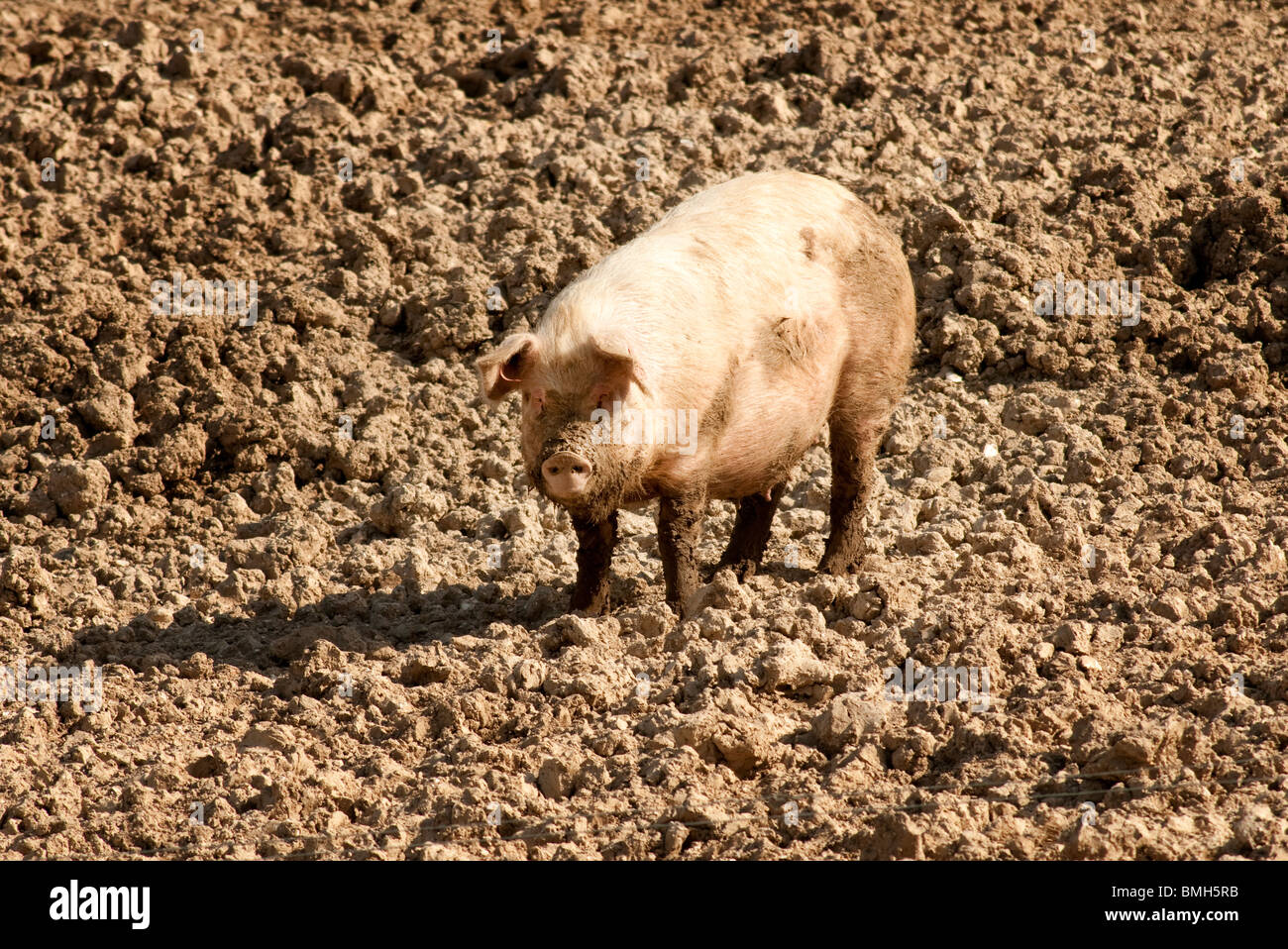 Fat pig hi-res stock photography and images - Alamy
