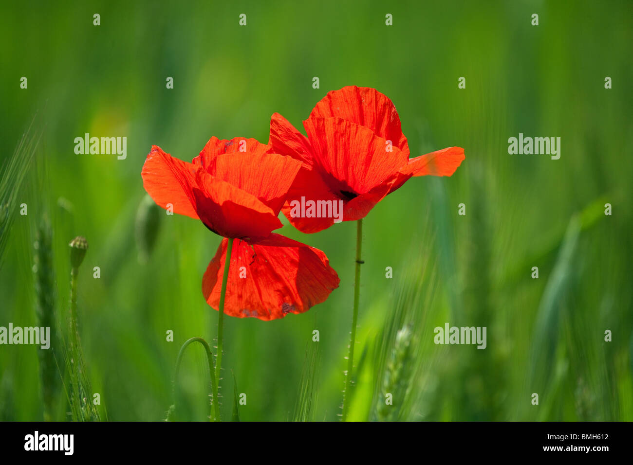 two red poppies in wheat field at spring Stock Photo - Alamy
