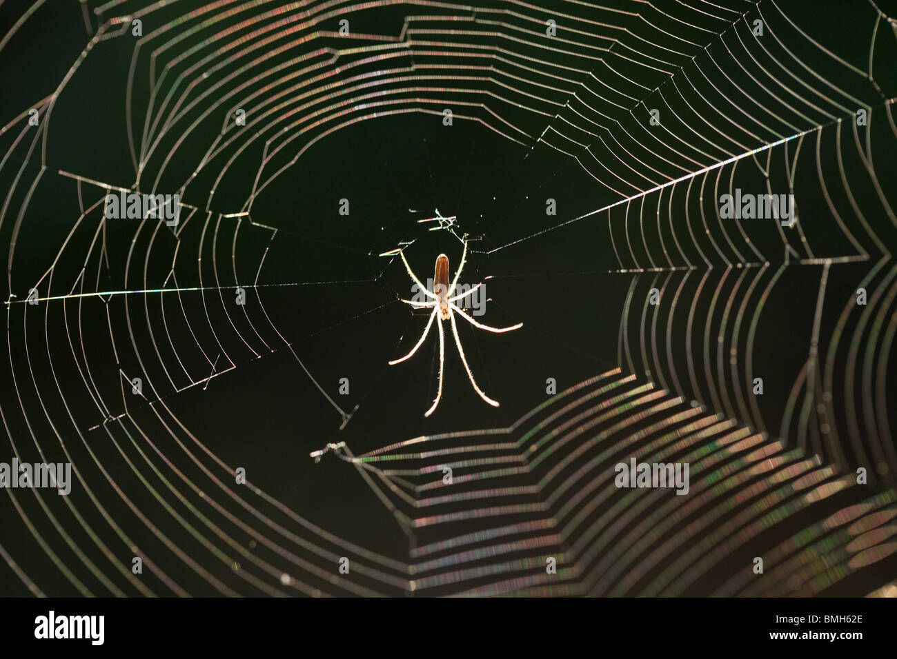 Creepy spider web hi-res stock photography and images - Alamy