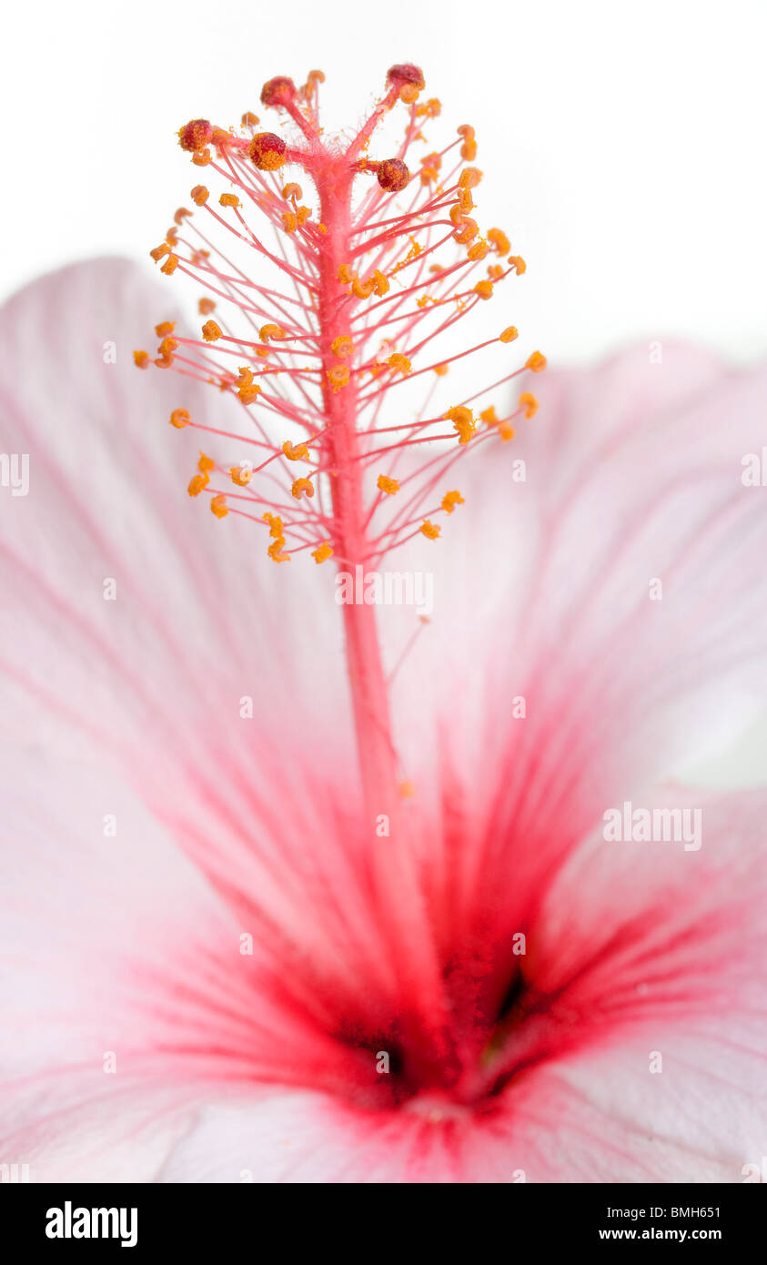 Macro anther hi-res stock photography and images - Alamy