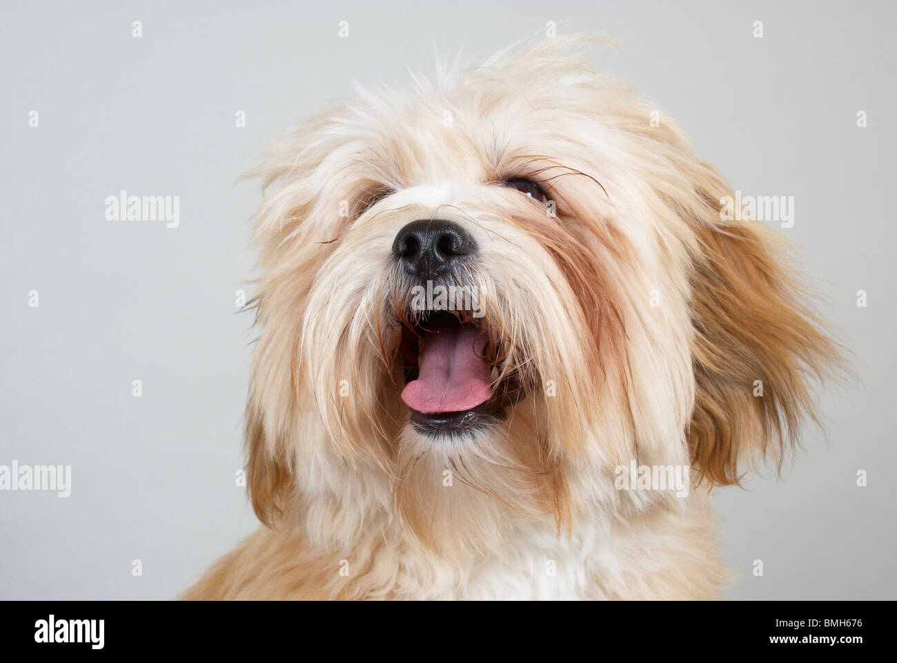 Lhasa apso funny hi-res stock photography and images - Alamy
