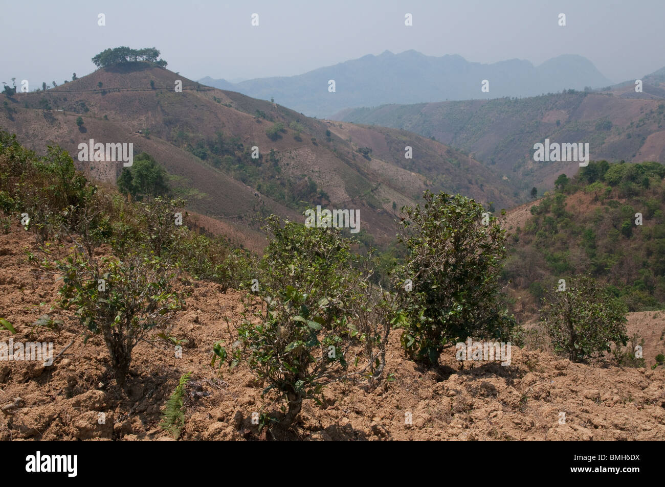 Myanmar. Burma. Shan State. Shan Hills. tea plantations Stock Photo - Alamy