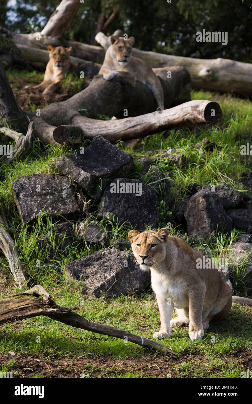 A female lion or lioness in the Auckland Zoo, Auckland, New Zealand ...