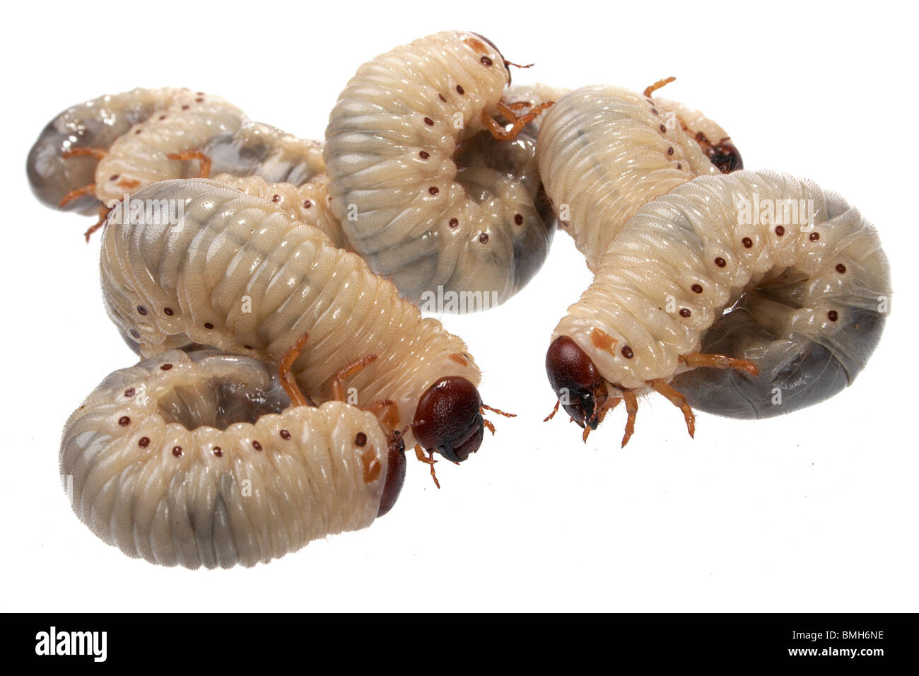 Rhinoceros Beetle Pupa