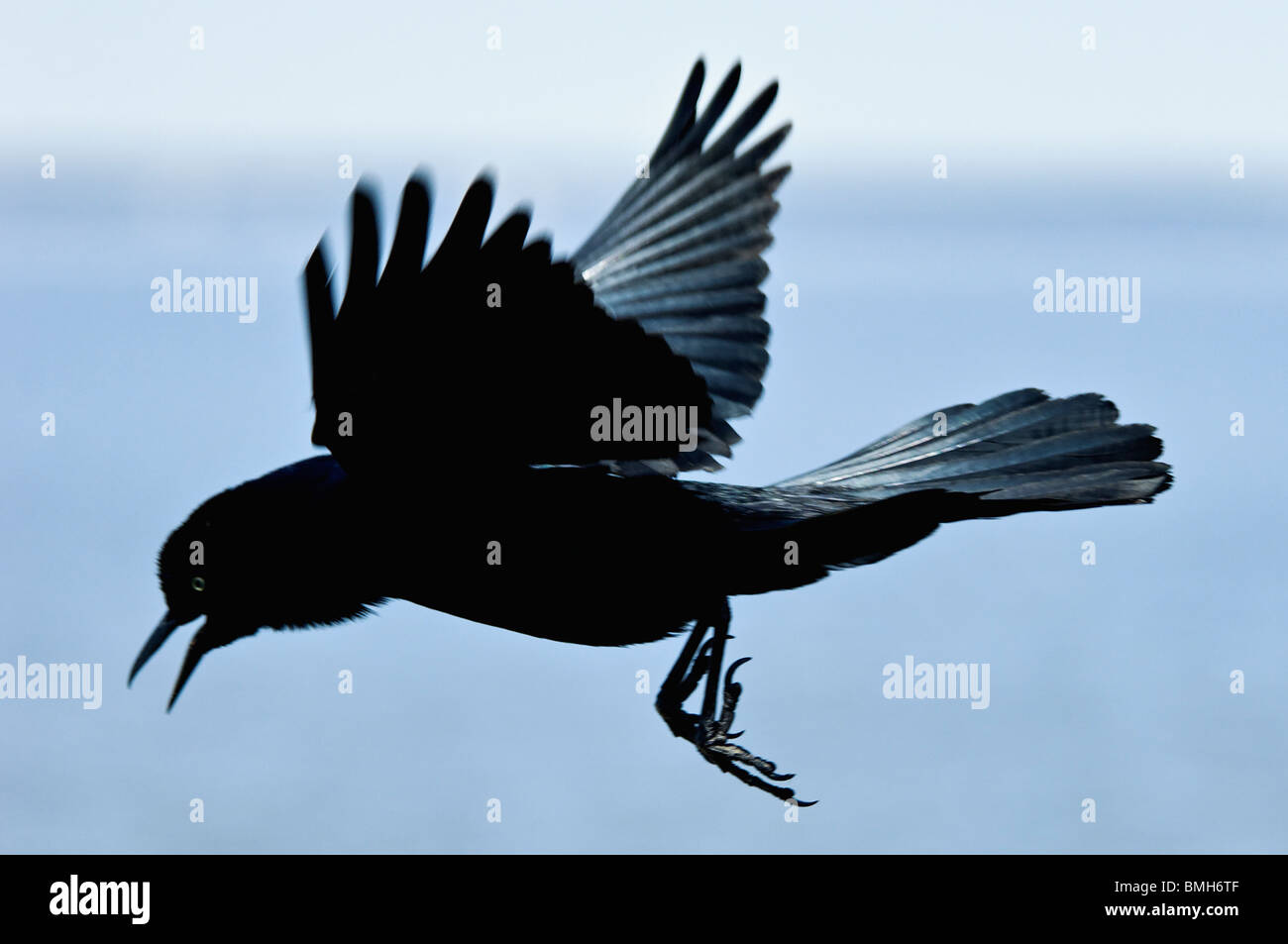 Boat-tailed Grackle Male Flying at Tybee Island Beach in Chatham County ...