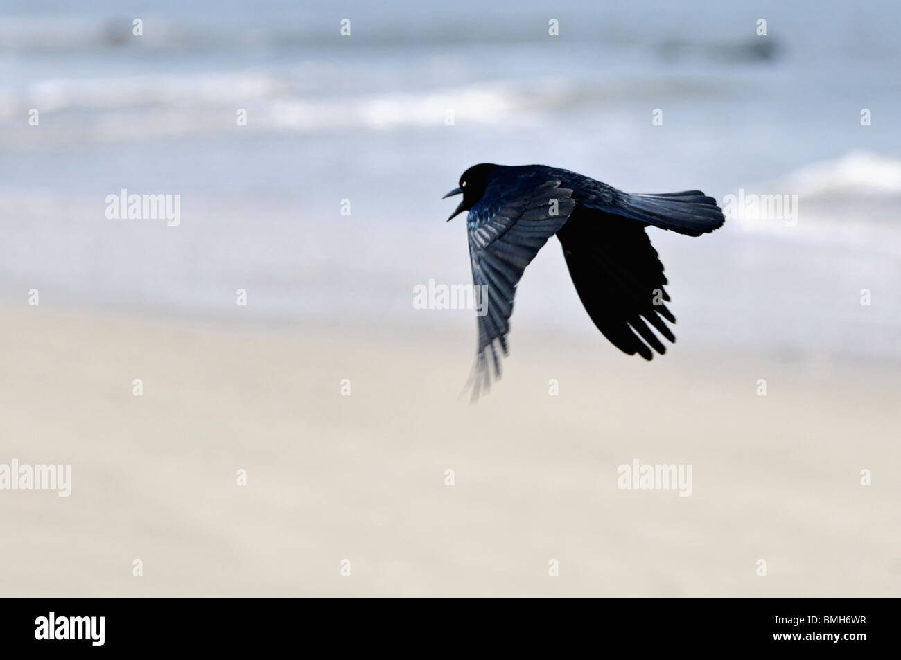 Boat-tailed Grackle Male Flying at Tybee Island Beach in Chatham County ...