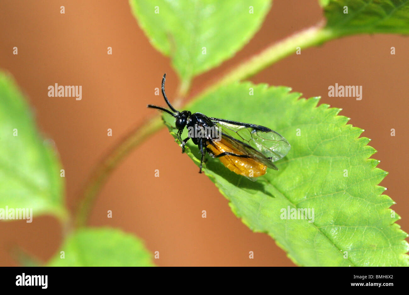 Rose Sawfly, Arge pagana, Argidae, Symphyta, Hymenoptera, on a Dog Rose ...