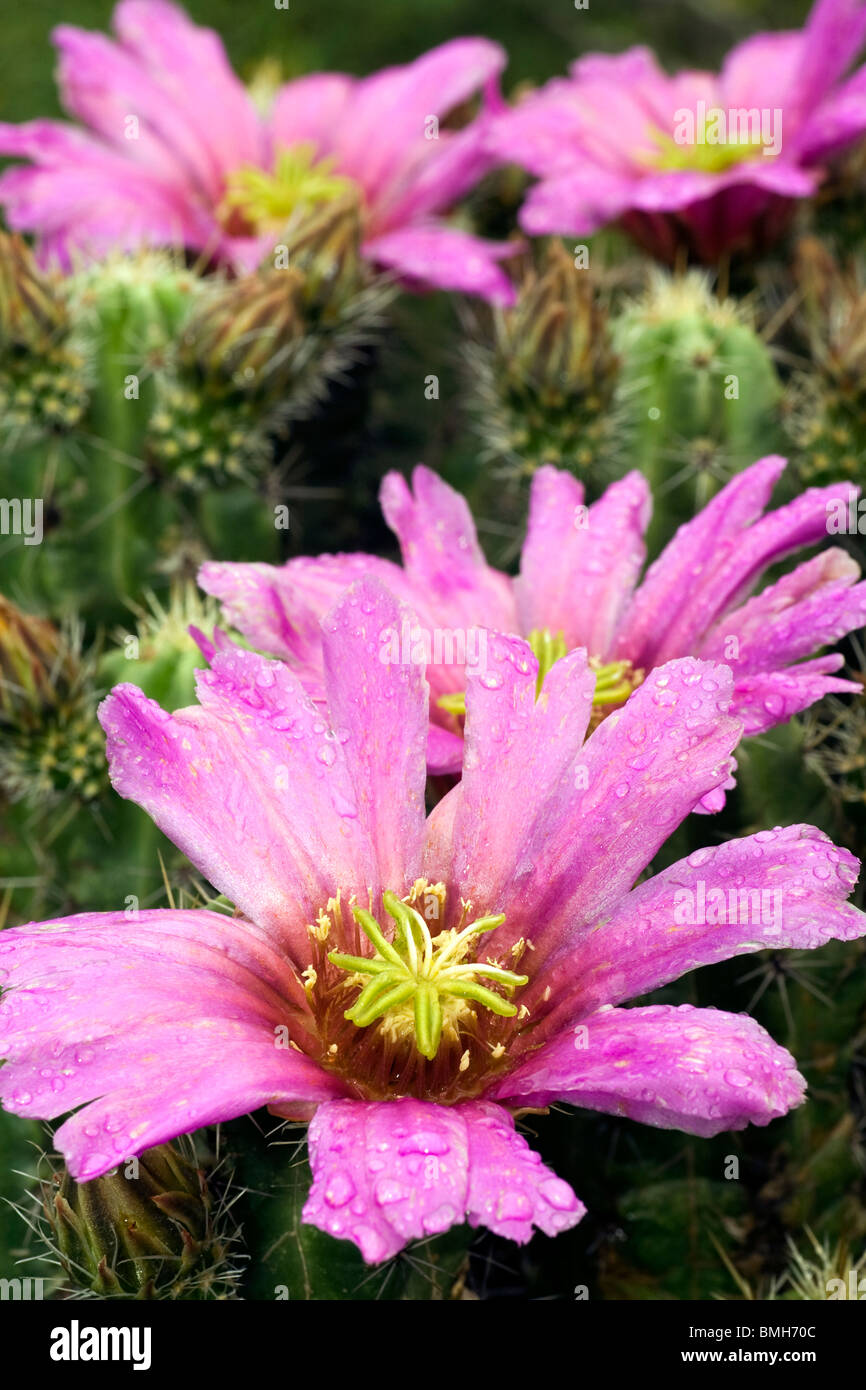 Cactus texas hi-res stock photography and images - Alamy