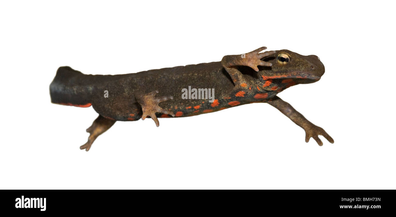 Hong Kong newt, Paramesotriton hongkongensis, showing brown dorsal ...