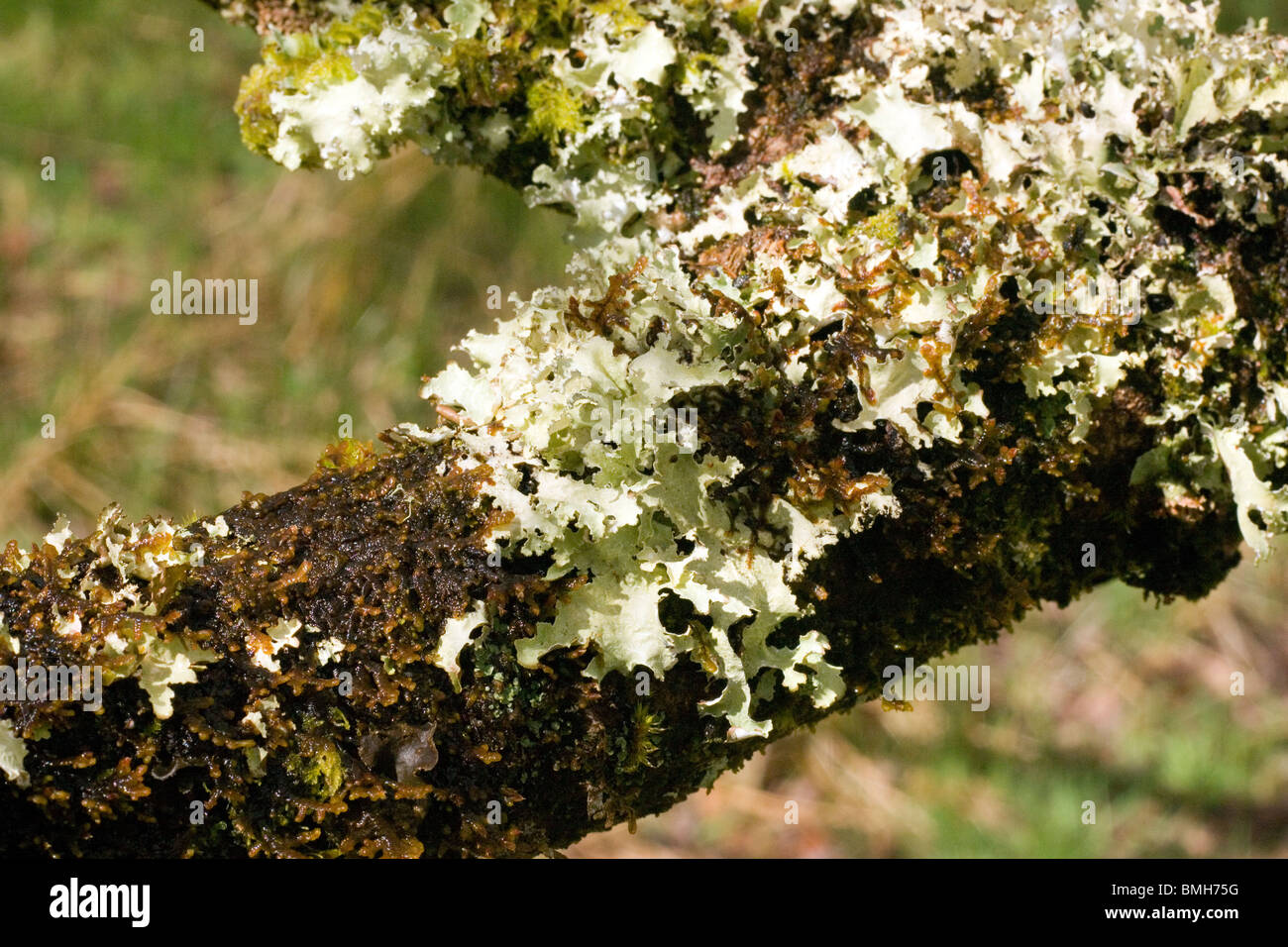 Lichens and moss hi-res stock photography and images - Alamy
